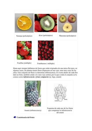 El fruto | DOC