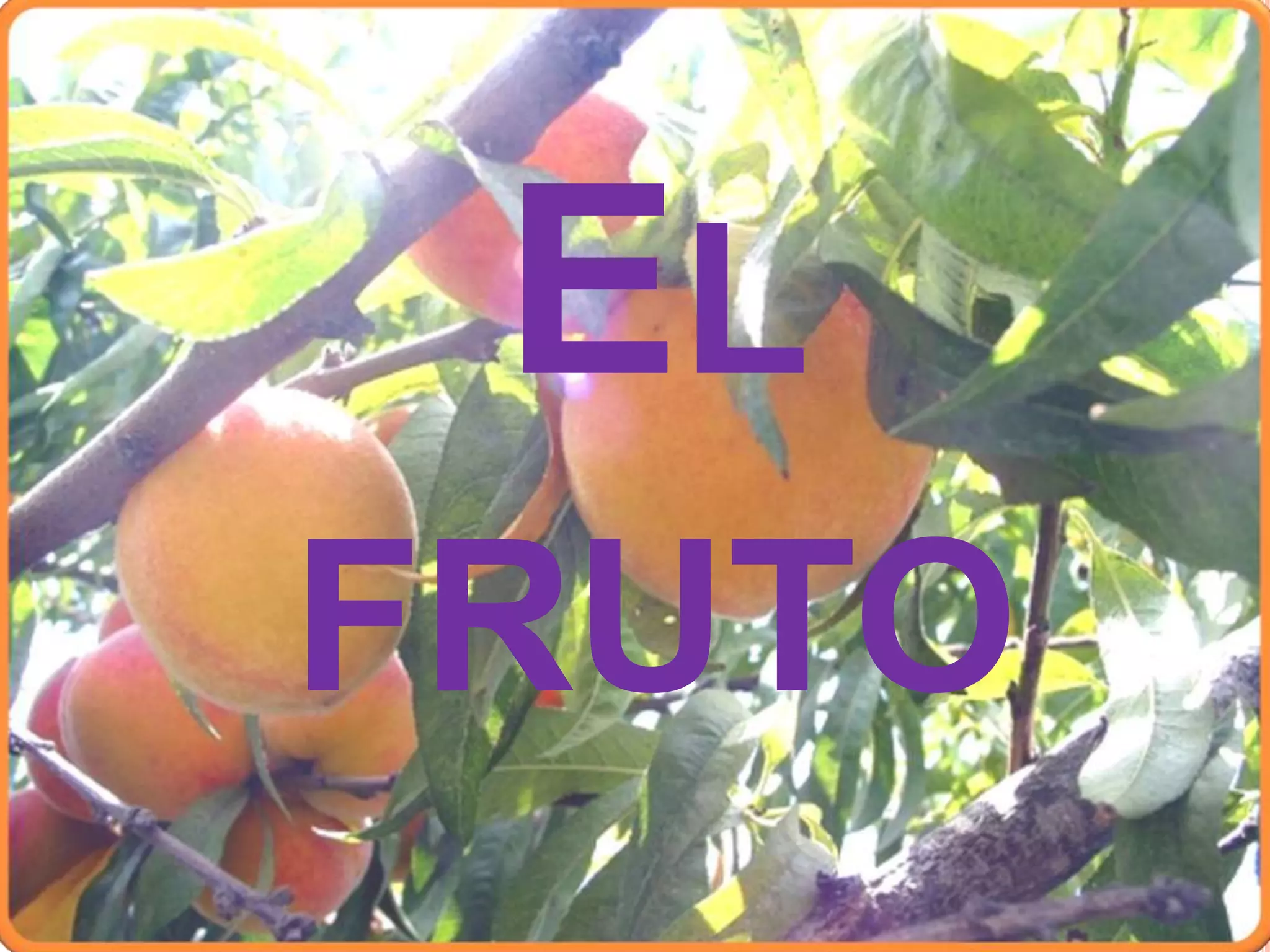 El fruto | PPTX
