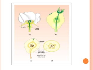 El fruto | PPTX