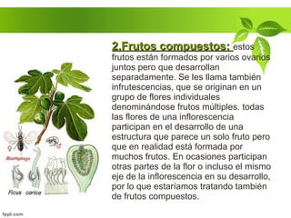 El fruto | PPT