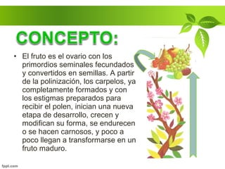 El fruto | PPT