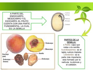 El fruto | PPT