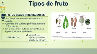 El fruto.pptx