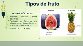 El fruto.pptx