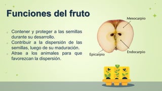 El fruto.pptx