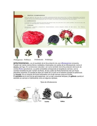 EL FRUTO.pdf