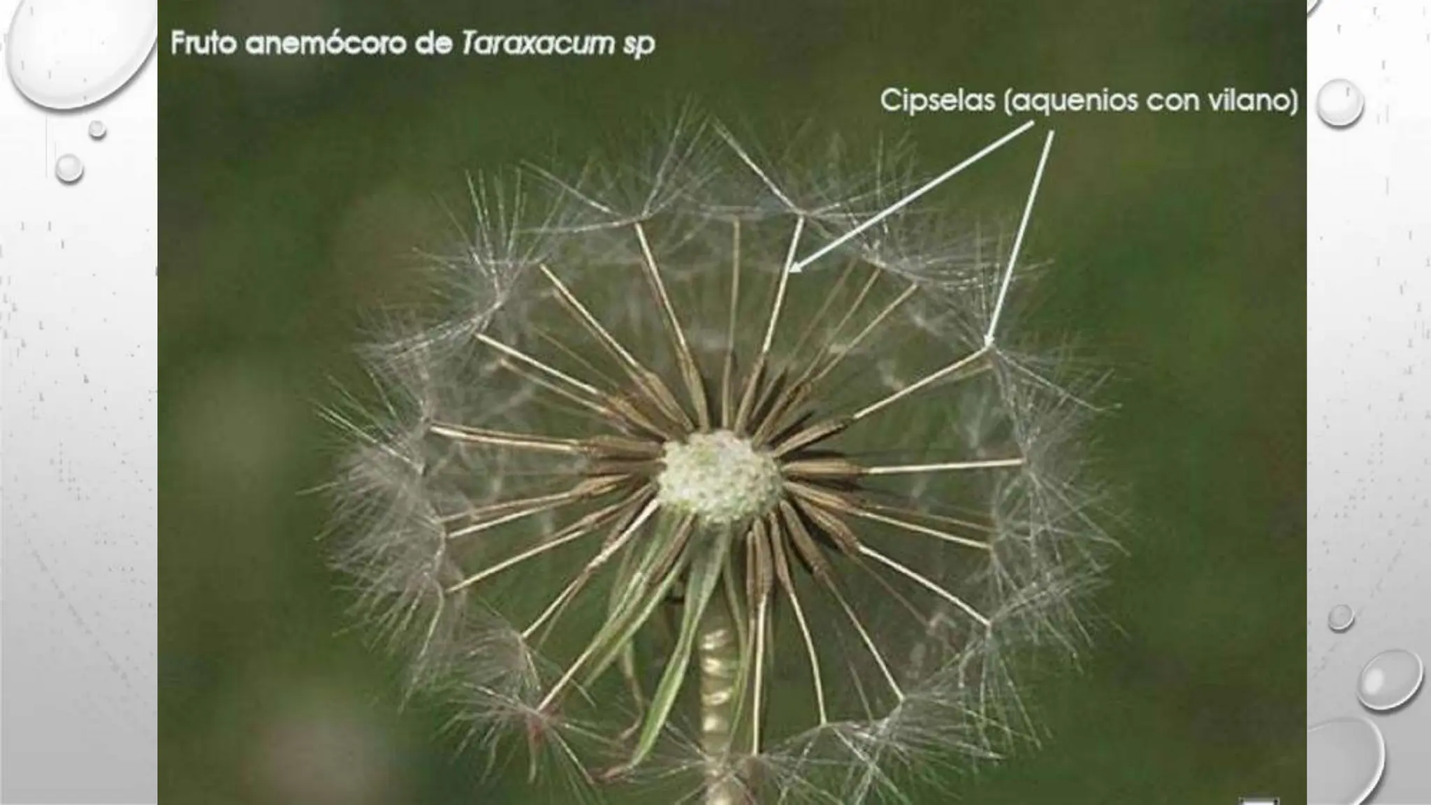 El fruto USC aprende acerca del fruto está es una guía sobre los frutos ...