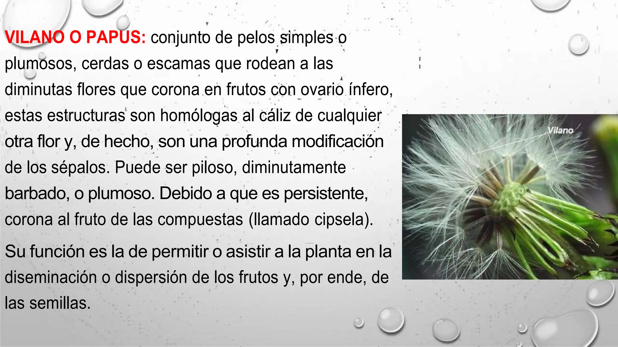 El fruto USC aprende acerca del fruto está es una guía sobre los frutos ...