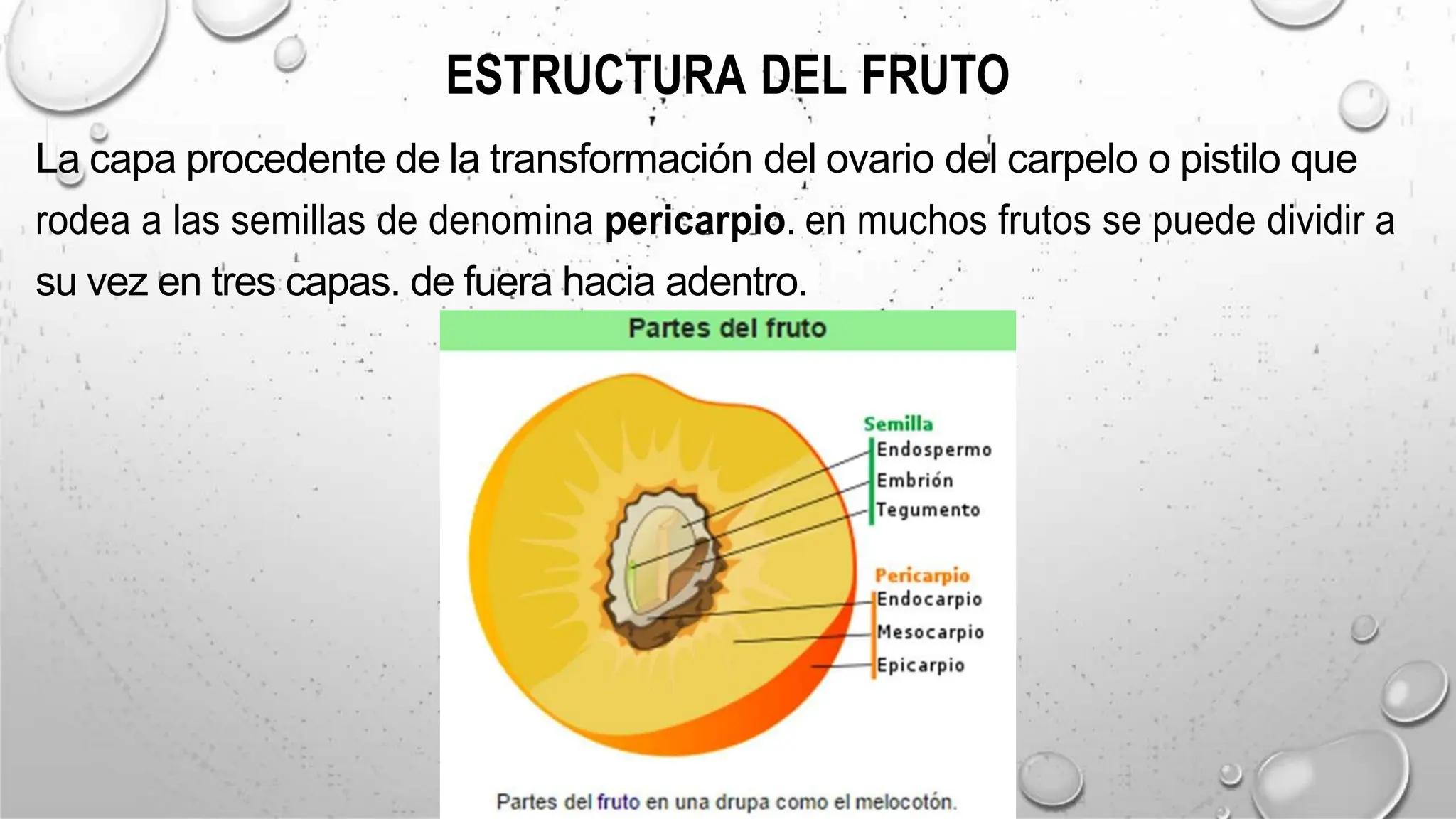 El fruto USC aprende acerca del fruto está es una guía sobre los frutos ...