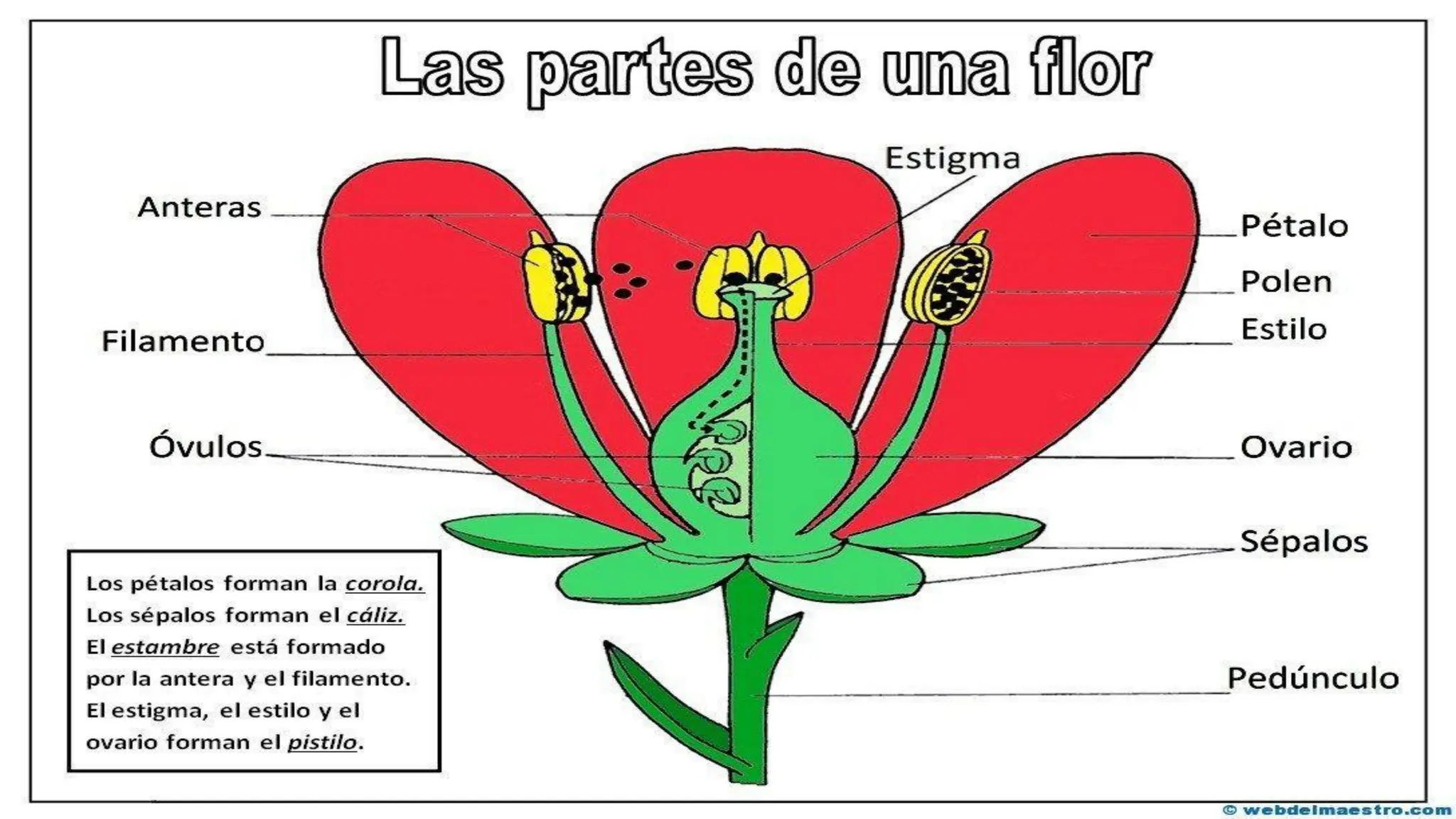 EL FRUTO Y SUS PARTES APRENDIENDO 123.pdf