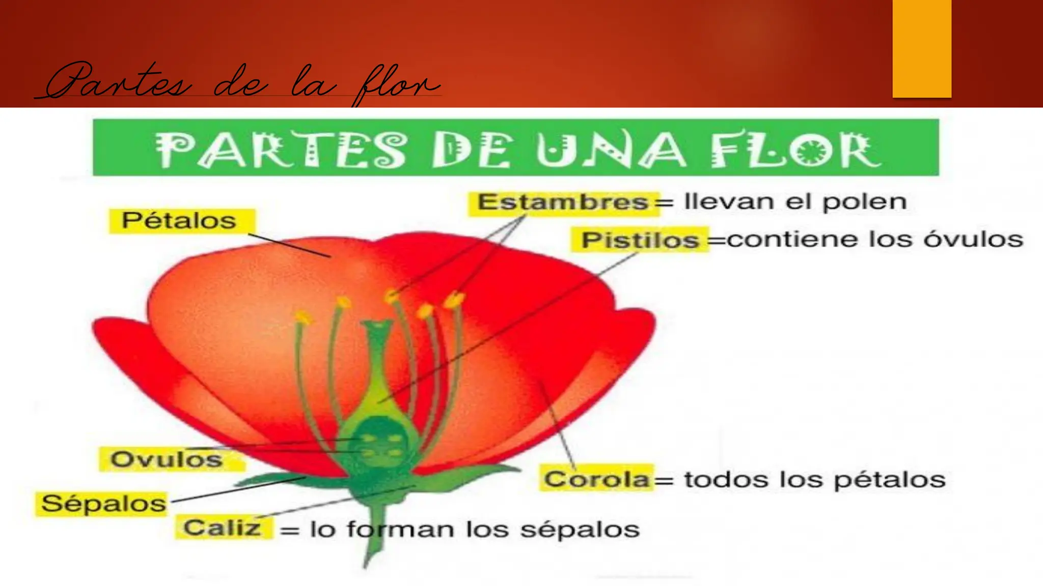 EL FRUTO Y SUS PARTES APRENDIENDO 123.pdf