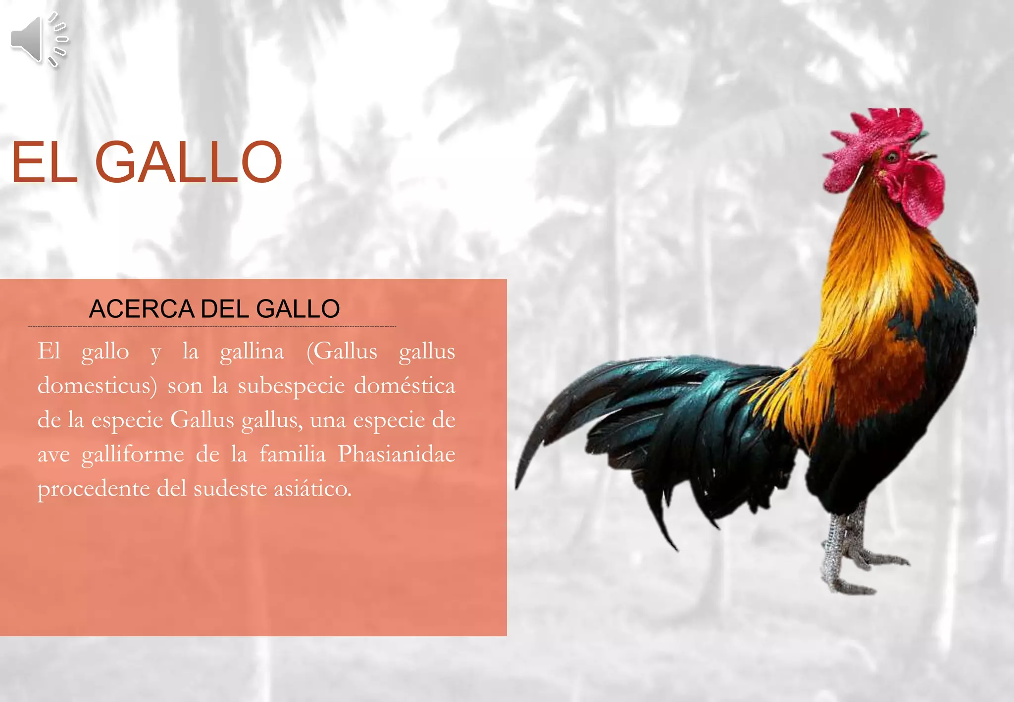 EL GALLO .pptx
