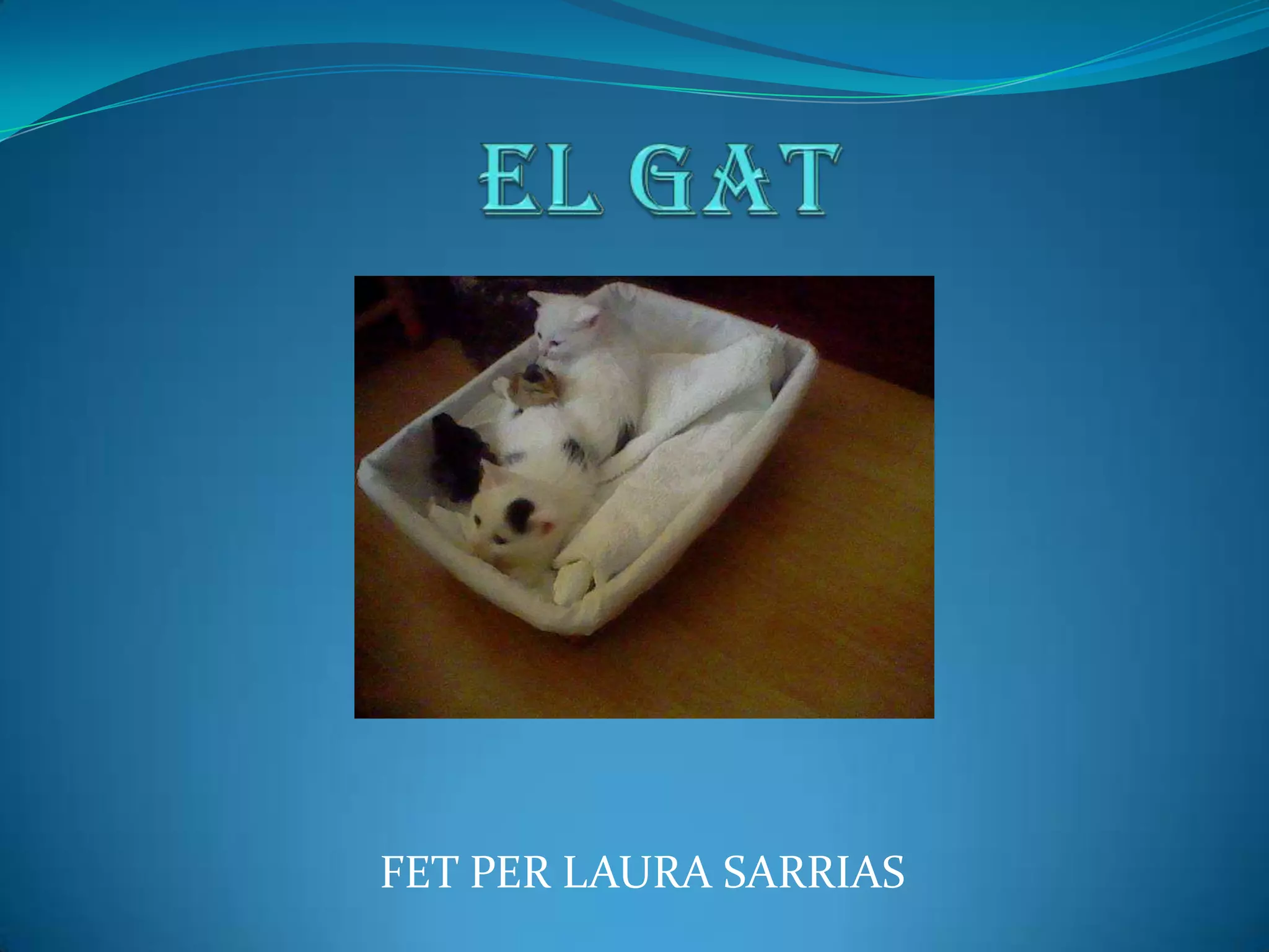 El gat | PPTX