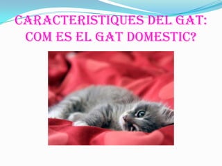 El gat | PPTX
