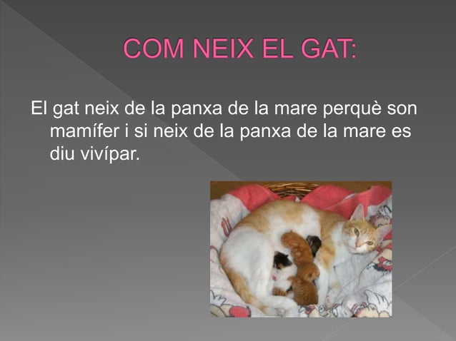 El gat | PPT