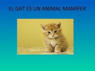 El gat | PPT