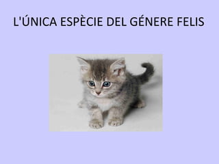 El gat | PPT | Free Download