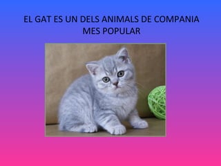 El gat | PPT