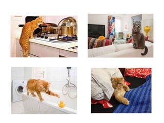 El gato y el pez | PPTX