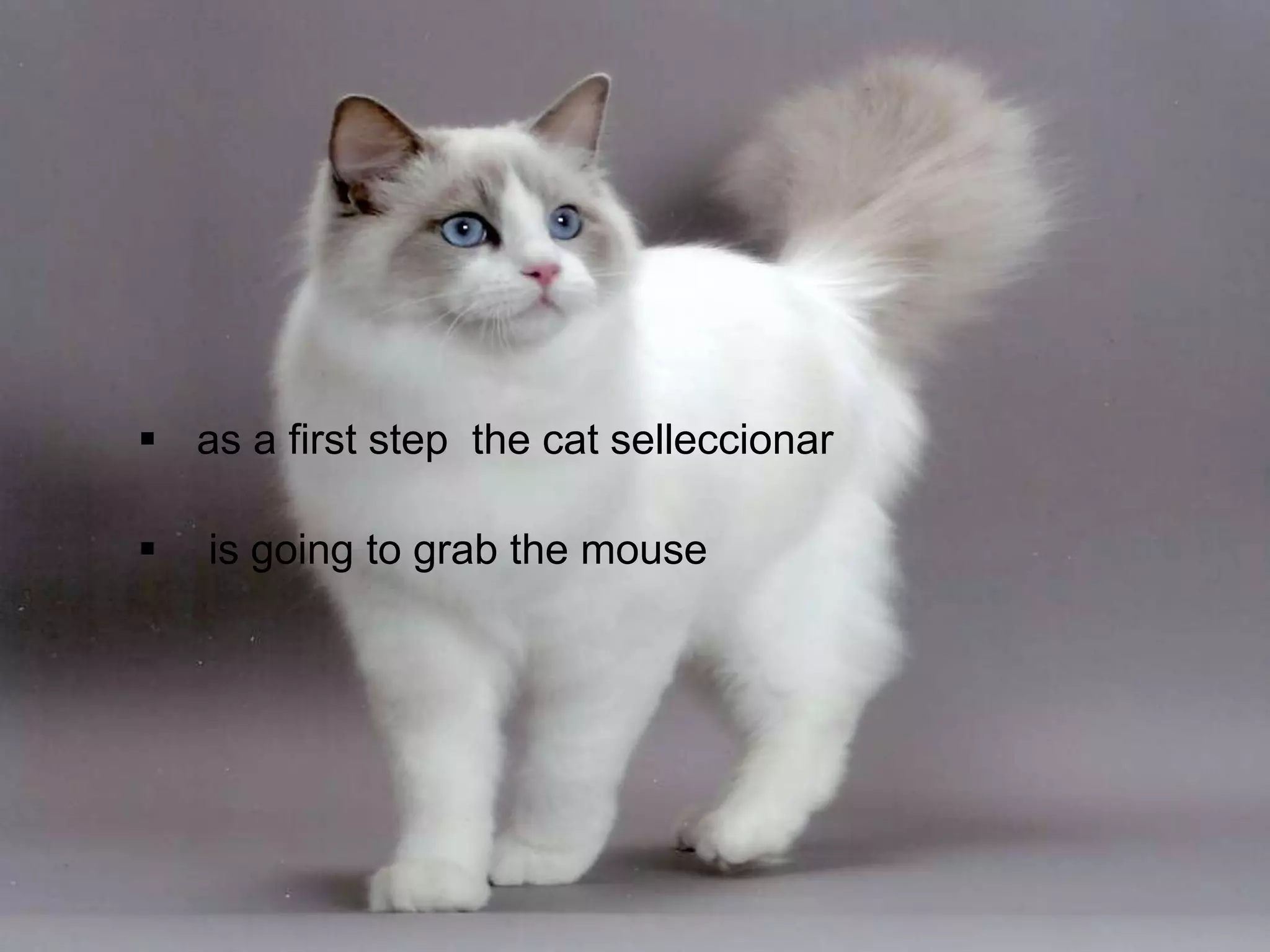 El gato y el raton | PPT