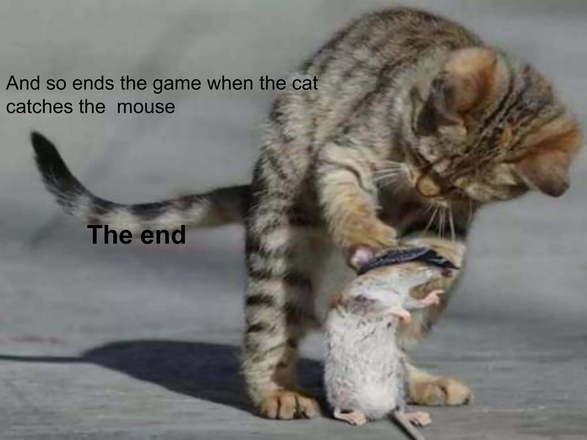 El gato y el raton | PPT