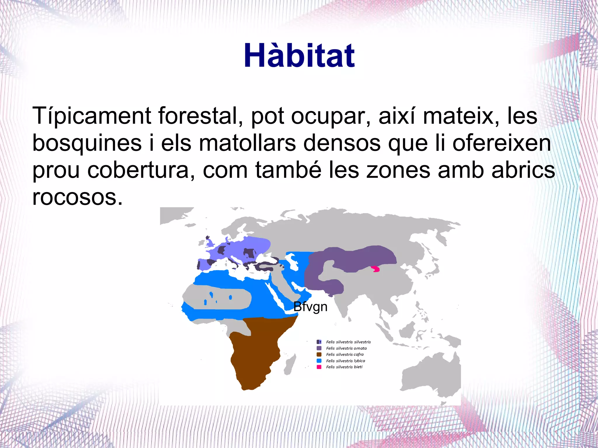 El gat salvatge (Isaac) | PPT