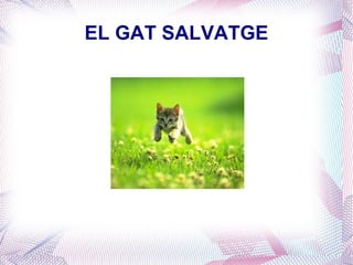 El gat salvatge (Isaac) | PPT