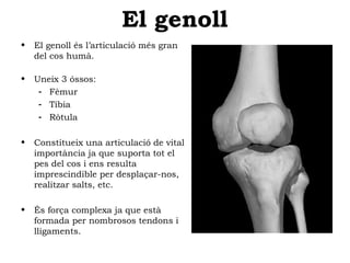 El genoll | PPT