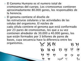 El genoma humano | PPTX