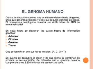 El genoma humano | PPTX
