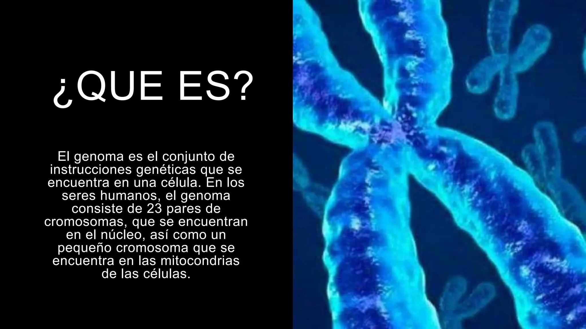 El Genoma Humano, Características, Definición, ETC | PPT