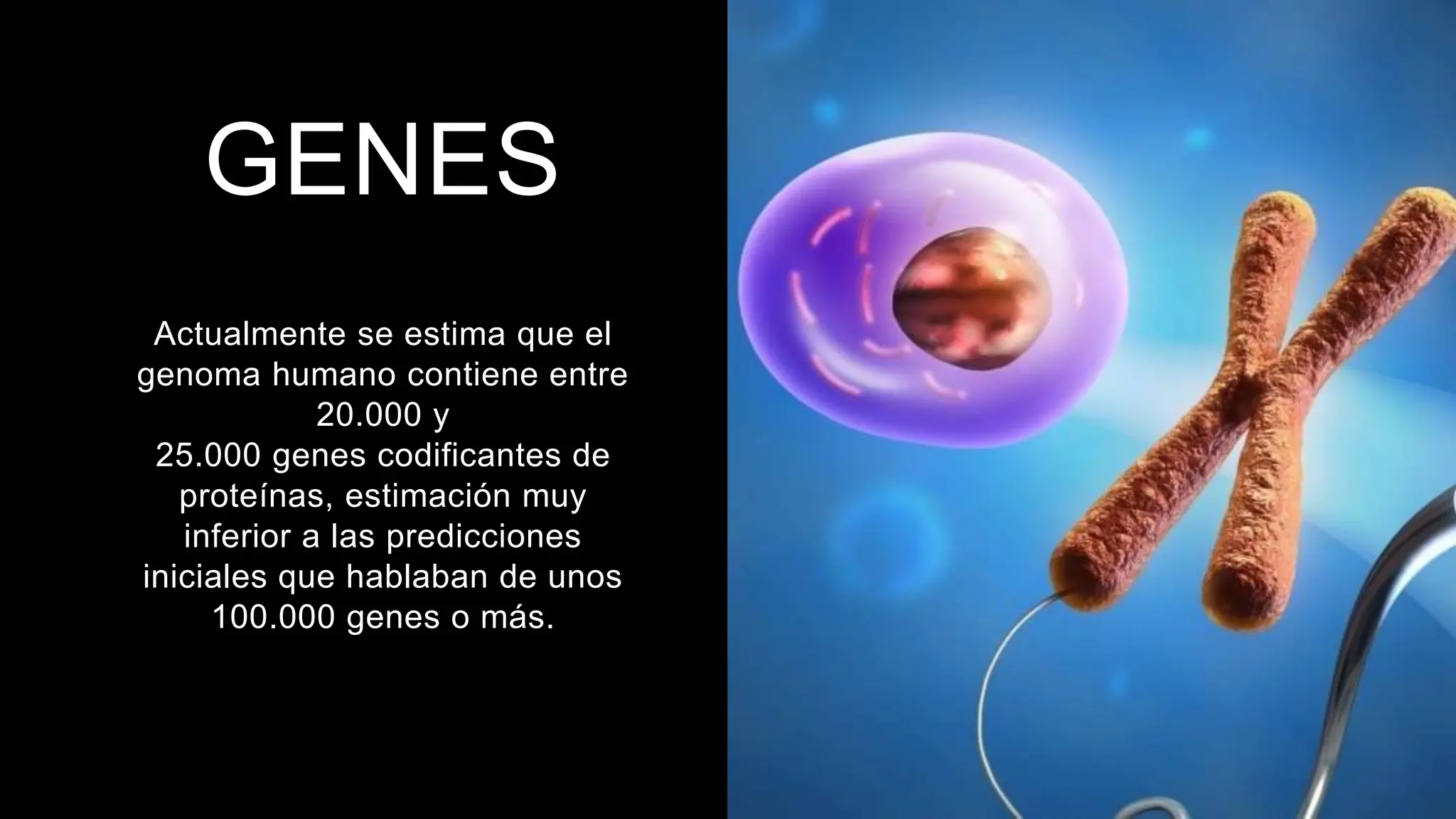 El Genoma Humano, Características, Definición, ETC | PPT