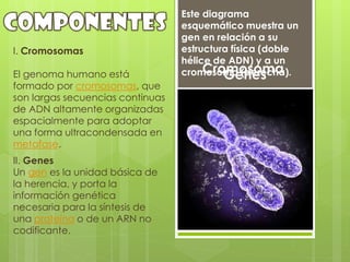 El genoma humano y la clonación | PPTX