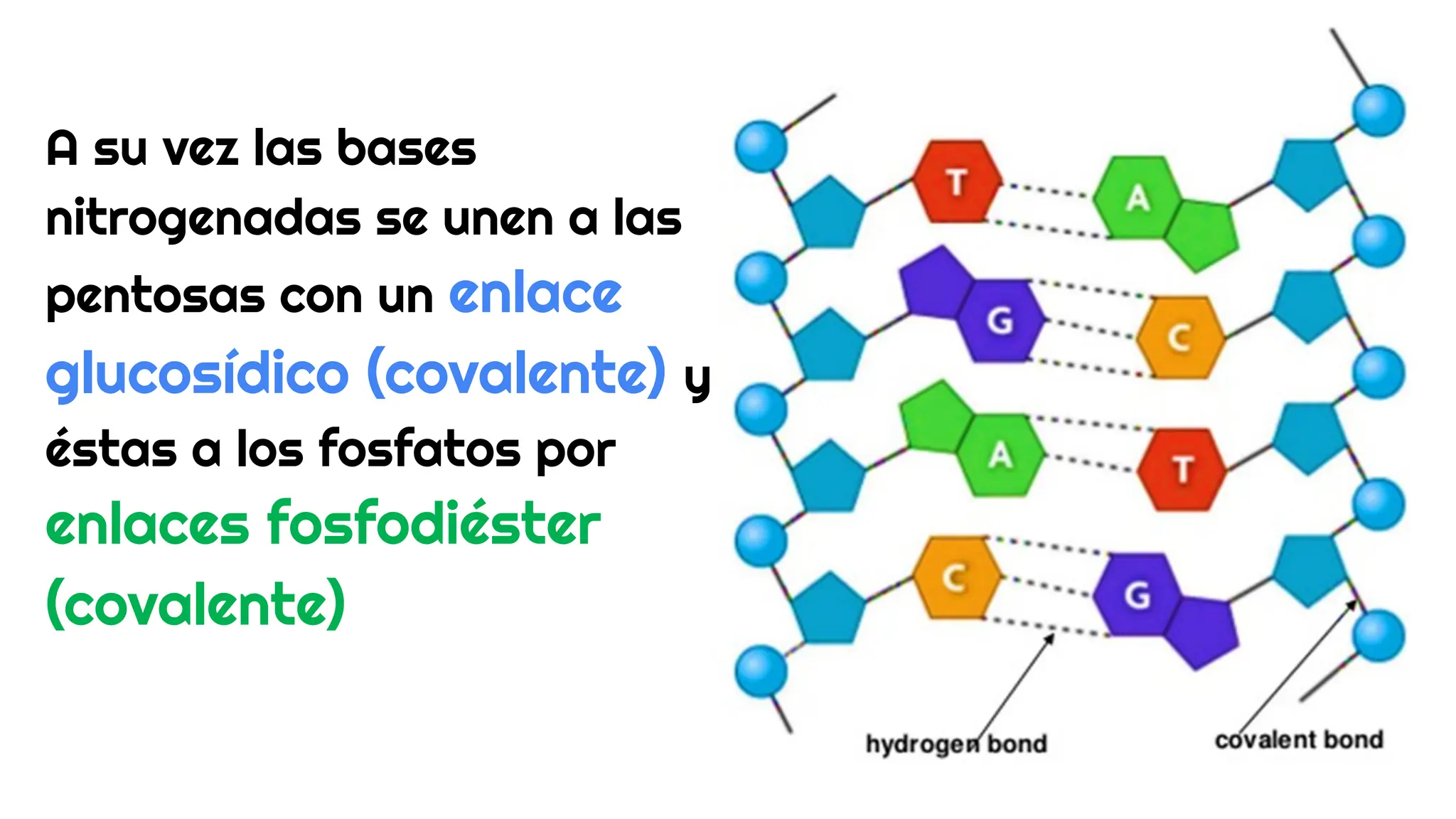 El gen y su estructura molecular_240303_093144 (1).pdf