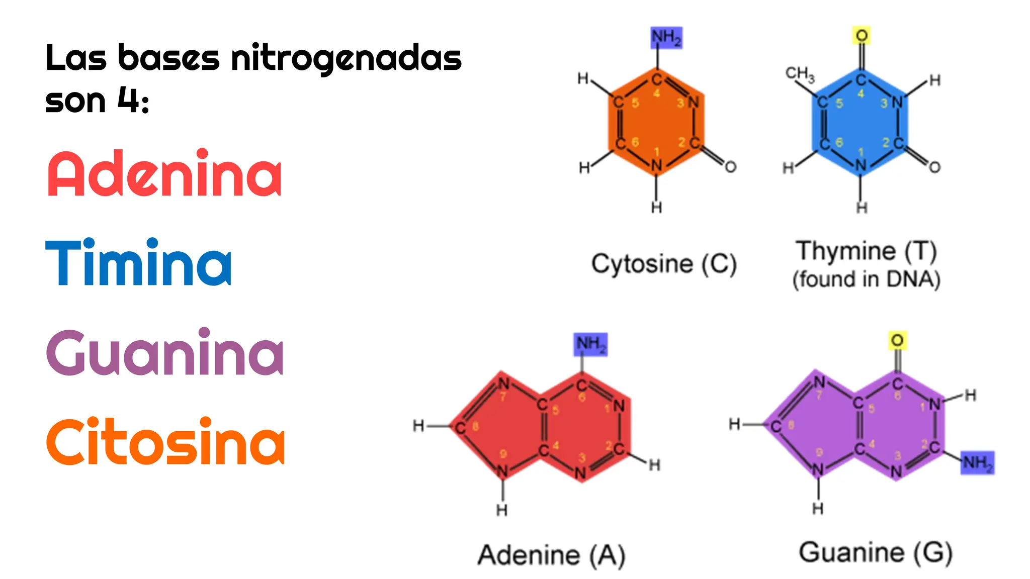 El gen y su estructura molecular_240303_093144 (1).pdf
