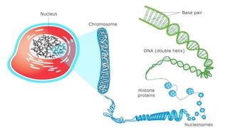 El gen y su estructura molecular_240303_093144 (1).pdf