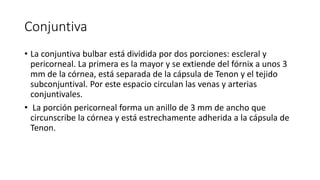 EL GLOBO OCULAR Y SUS DIMENSIONES (OFTALMOLOGIA).pptx