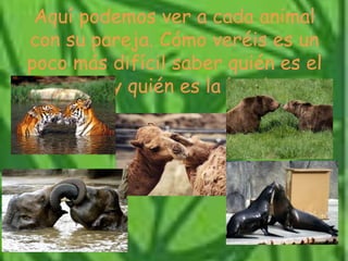 El género de los animales | PPTX