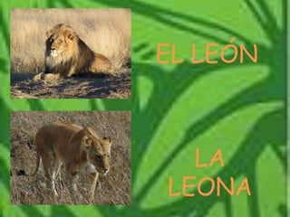 El género de los animales | PPTX