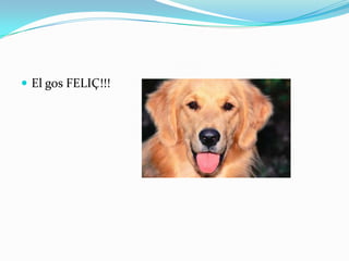 El gos | PPTX