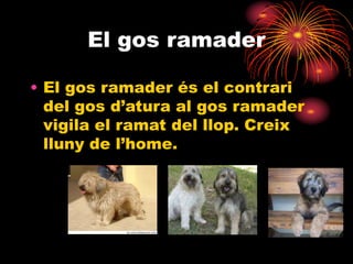 El gos d’atura | PPT