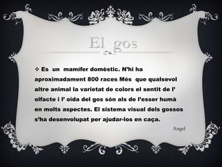 El gos | PPT