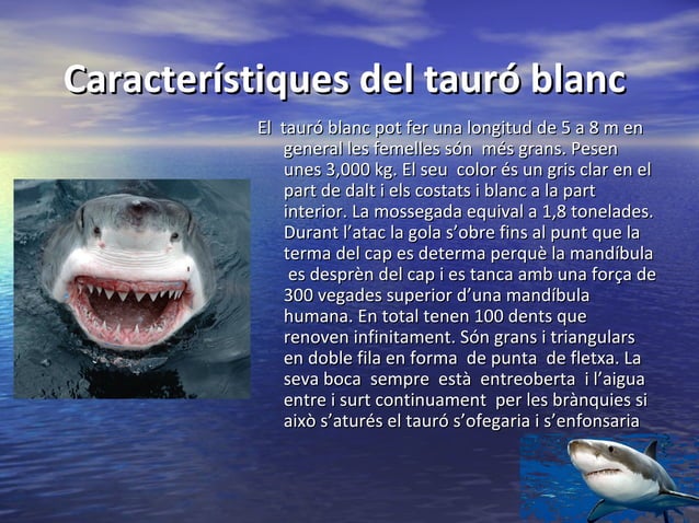 El gran tauro blanc conferència | PPT