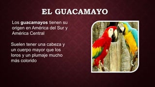 El guacamayo | PPTX