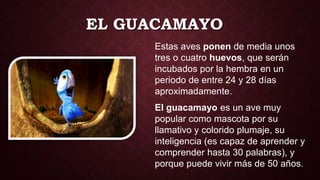 El guacamayo | PPTX