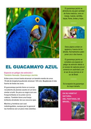 El Guacamayo Azul | PDF