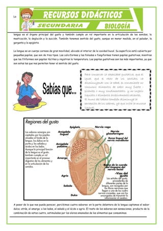 El Sentido del Gusto para estudiantes de Secundaria.pdf