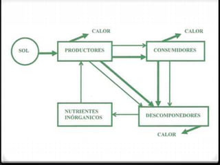 Interacciones en el ecosistema y sus representaciones | PPTX ...
