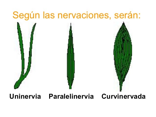 El herbario