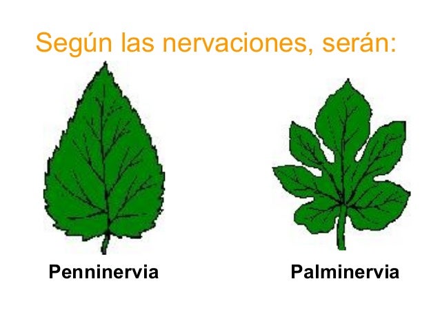El herbario